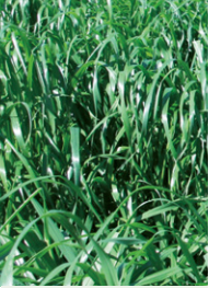 Ray Grass WESTERWOLDICUM (10KG) | GRUPO AREGÓN