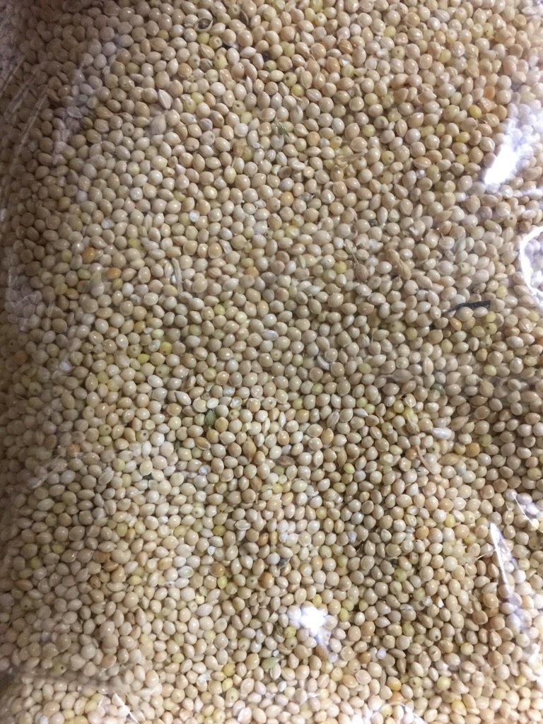 Mijo Blanco | GRUPO AREGÓN